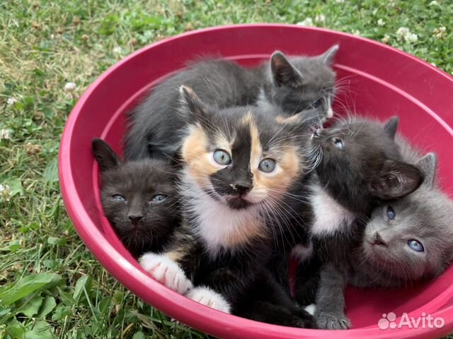 Котятки в добрые ручки