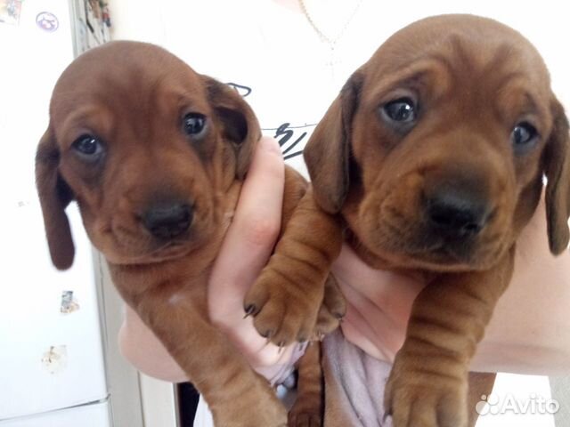 Продаю щенков таксы