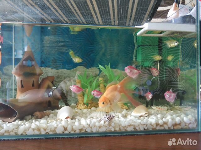 Аквариумные рыбки