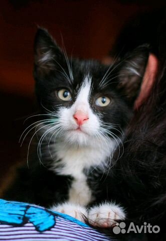 Мальчишки-Маркизики в добрые руки