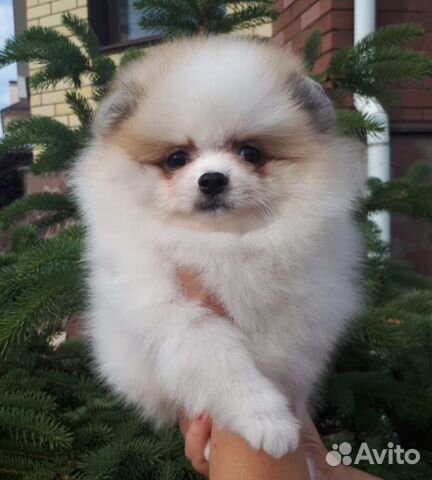 Щенок шпица мальчик