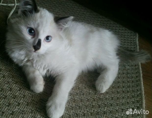 Котята подброшенные в подьезд