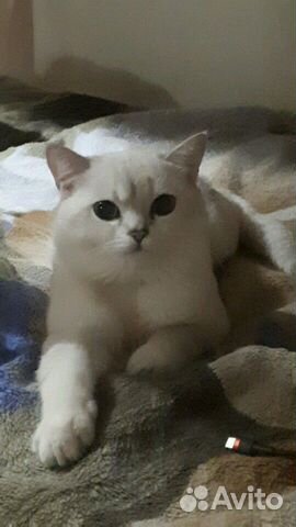 Британская Шиншила молодой кот