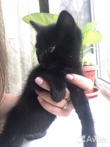 Котёнок-змеелов,мышелов(мальчик)