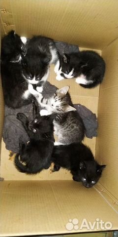 Отдам даром котят от домашней кошки.только в добры