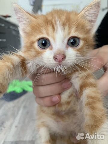 Котенок-апельсинка ищет дом. Девочка
