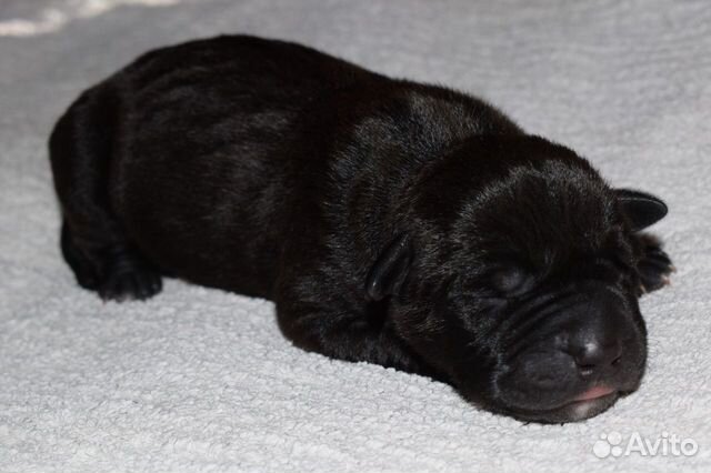Чёрные щенки
