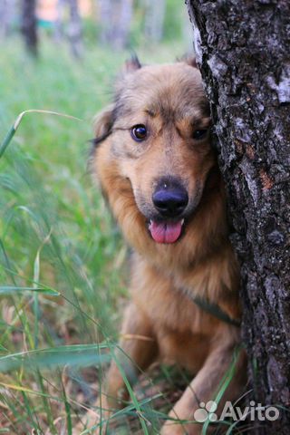 Милый Рыжик в добрые руки