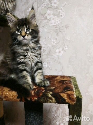 Мейн-кунчик