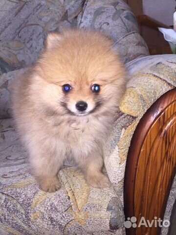 Малыш померанец
