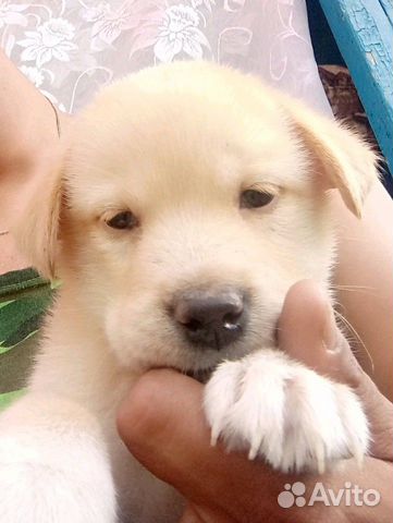 Щенок лабрадора