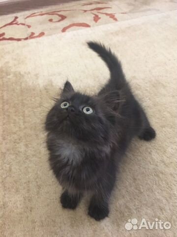 Котёночек Сибирской породы цвет: чёрный дым. В люб