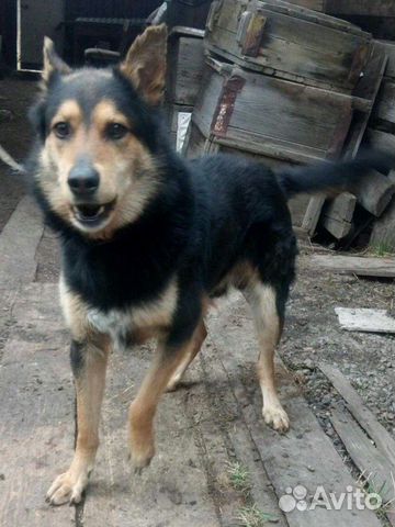 Кобелек Джанго 2 года