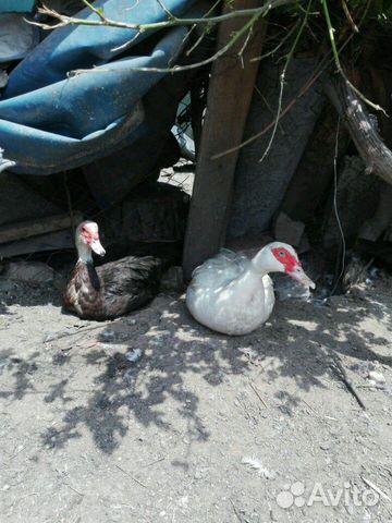 Утки, куры,кролики
