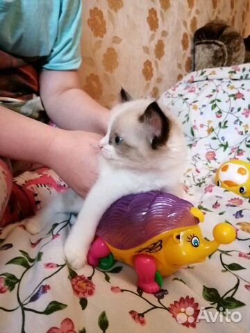 Чудо куклы рэгдолл