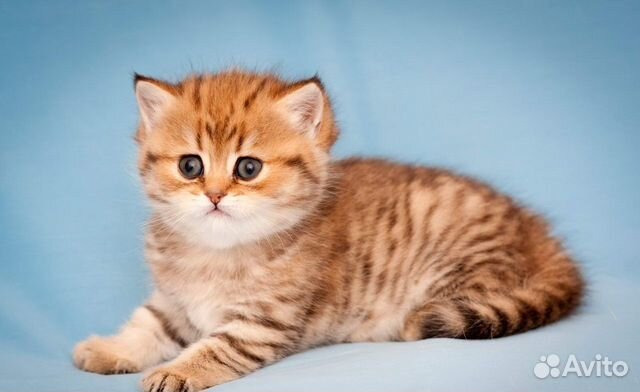 Британские котята