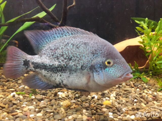 Цихлозома гуттулатум вьеха