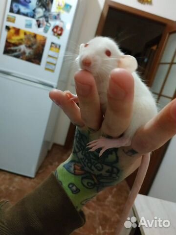 Крысы Дамбо