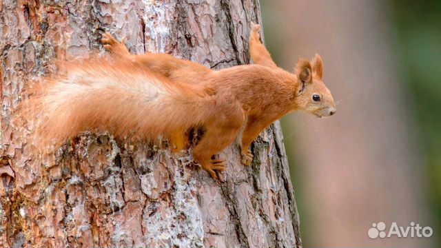 Белка Бльчата