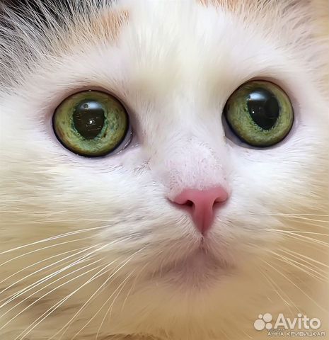 Красавица и умница в добрые руки