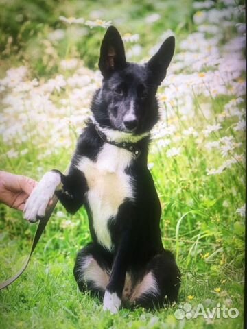 Собака восточно-европейская лайка метис