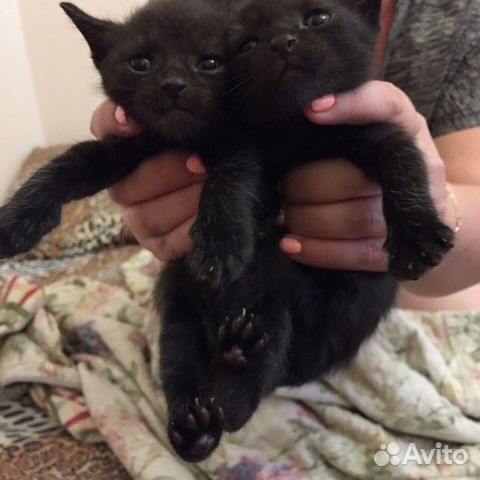 Русская голубая кошечка и чёрные котята