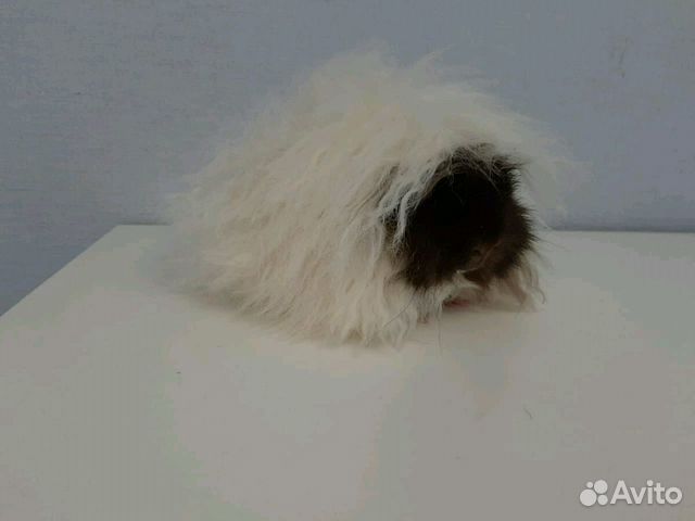 Альпака морская свинка