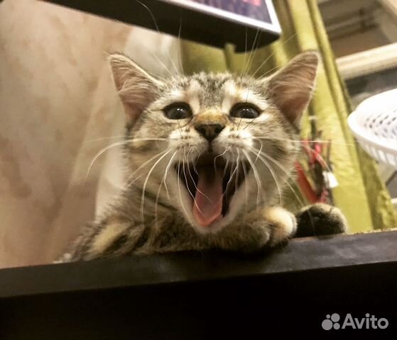 Котята метис британский/русский