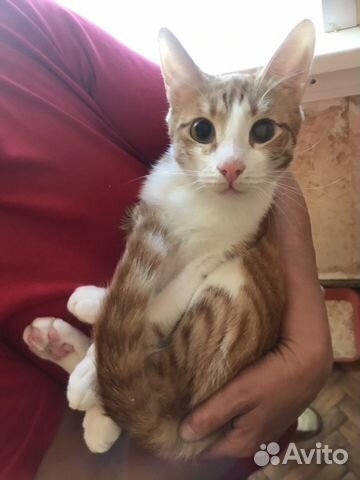 Пятеро котеек тщут дом