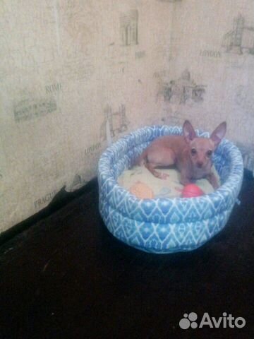 Продам Той-терьера мини