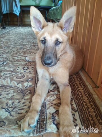 Бельгийская овчарка метис 4 мес мальчик
