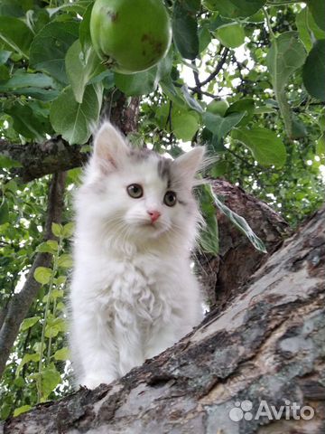 Уникальные котята от изящной трёхцветной мамы норв