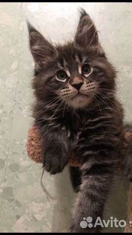 Крупные Котики Мейн кун малыши крепыши