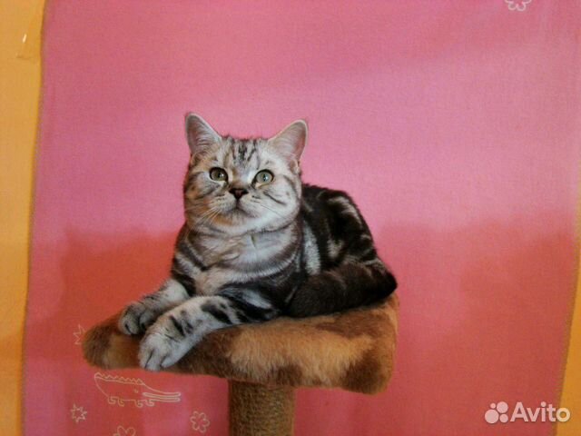 Британский котик