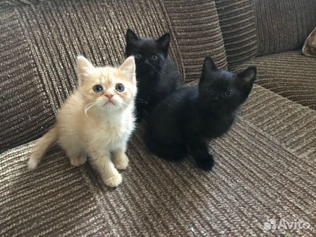 Котята в добрые руки