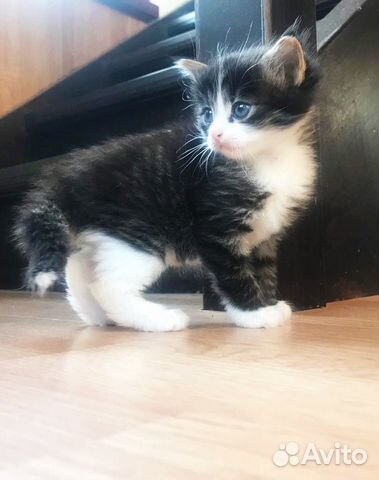Котенок