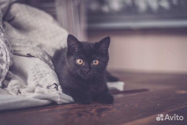 Котенок девочка 3 месяца