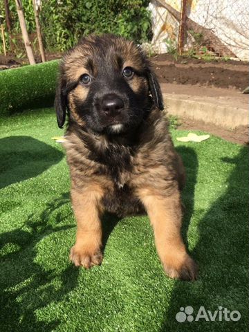 Щенок, похожий на кавказскую очарку