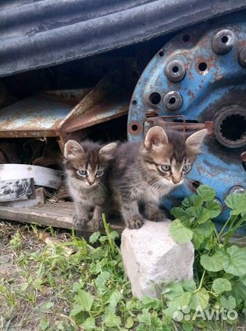 Котята