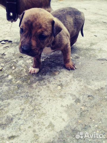Продам щенков