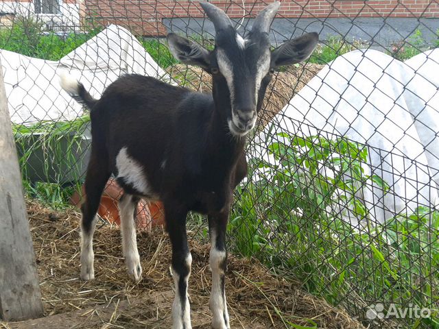 Козлята и козочки