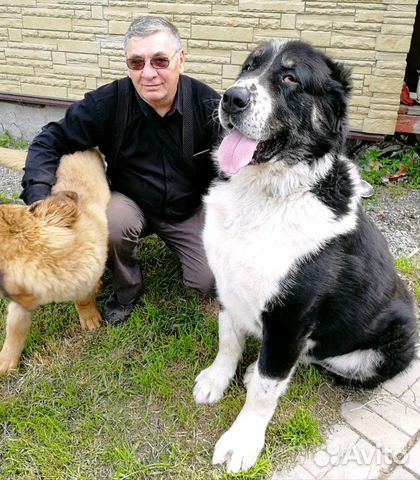 Сао - кобель на вязку