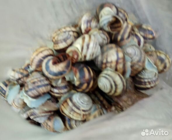 Виноградные улитки