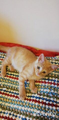 Абрикос - солнечный Котенок в дар