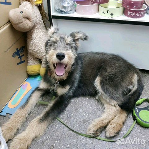 Джекушка пёс щенок 5 месяцев