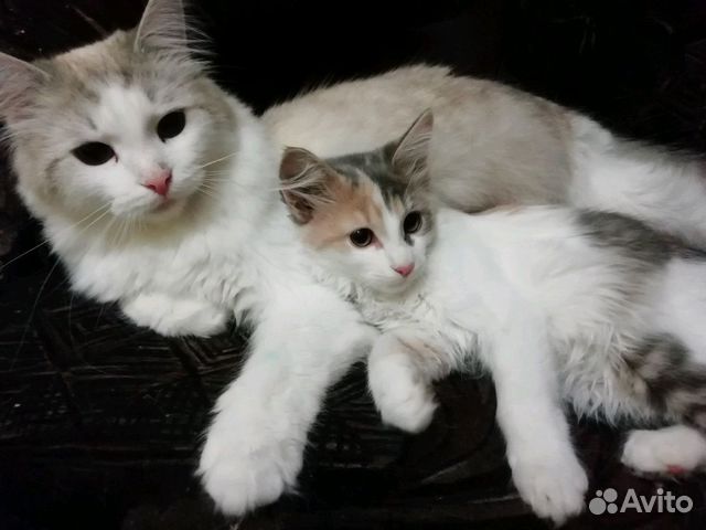 Нежная малышка в добрые руки. Привезу