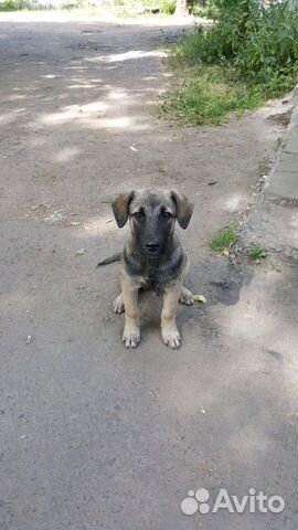 Щенок 3мес в дар метис овчарки