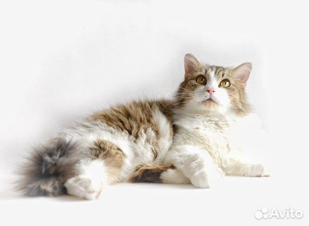 В добрые руки замечательный кот