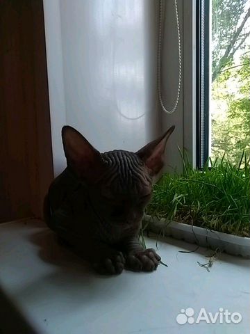 Донской сфинкс