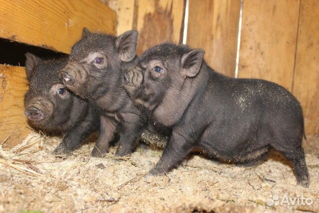 Вьетнамские поросята и свиноматка с хряком